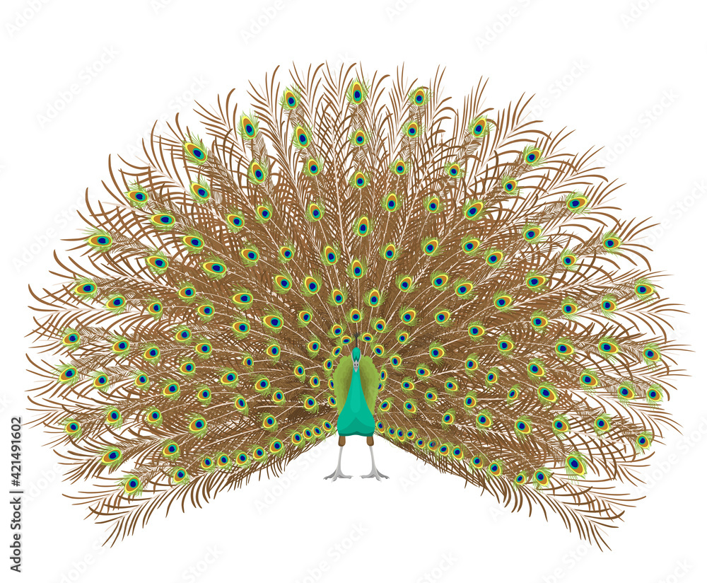 Beautiful peacock spreading its tail. Isolated On White Background ...