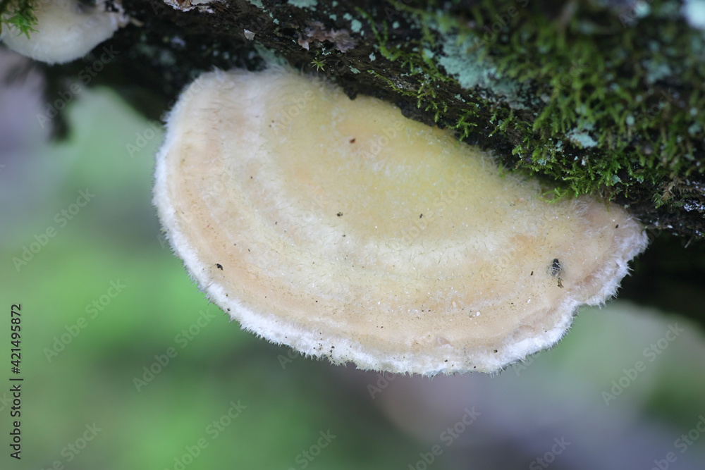 Trametes pubescens, known as hairy bracket fungus, wild polypore from ...