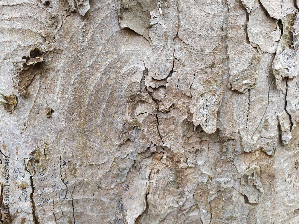 Natural background and ecological background shows a beautiful tree ...