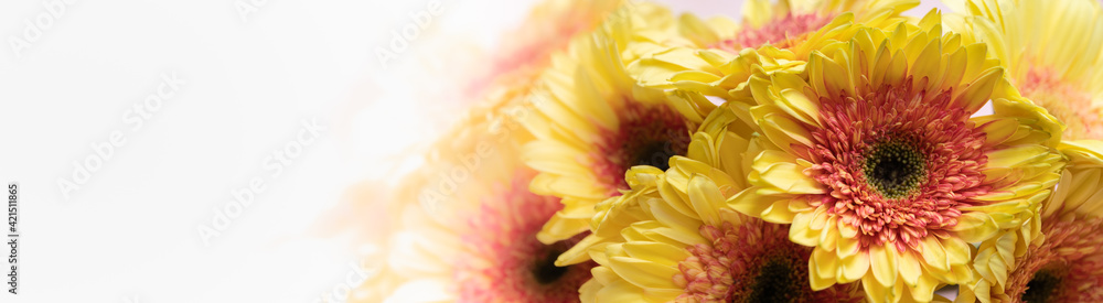 Nature of flower in garden using as background natural flora cover page ...