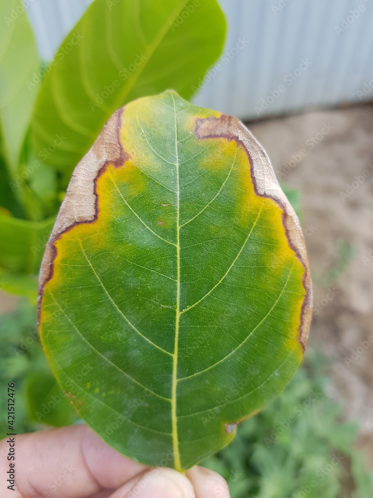 Leaf blight of jackfruit injured popularly disease in viet Nam. Stock ...