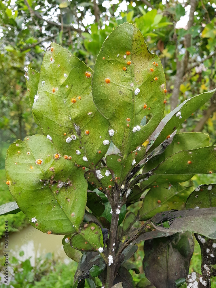 Citrus Scale insect and their enemy fungi in Viet Nam Stock Photo ...