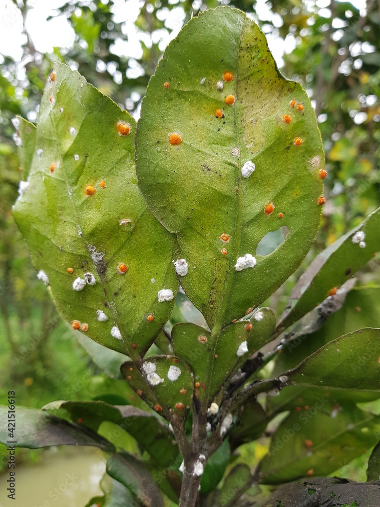 Citrus Scale insect and their enemy fungi in Viet Nam Stock Photo ...