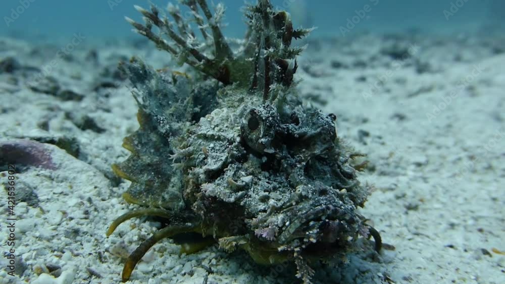 Ugly Spiny Sea Goblin Inimicus Didactylus Fish Exposed on Sandy Seabed ...