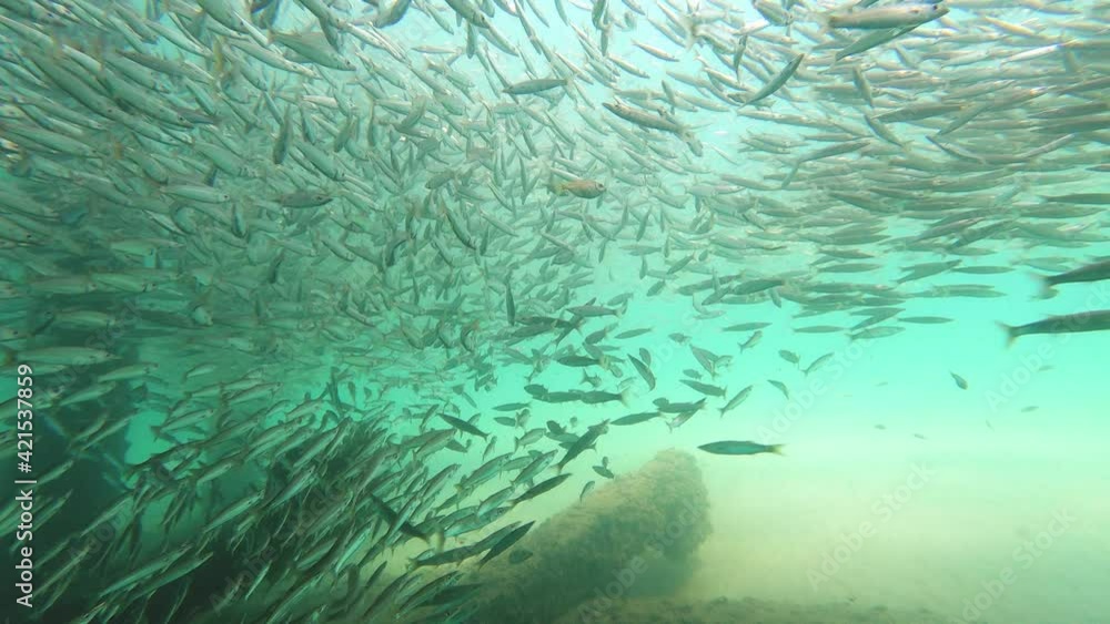 under deep water scenery. a big group of fish traveling schooling ...