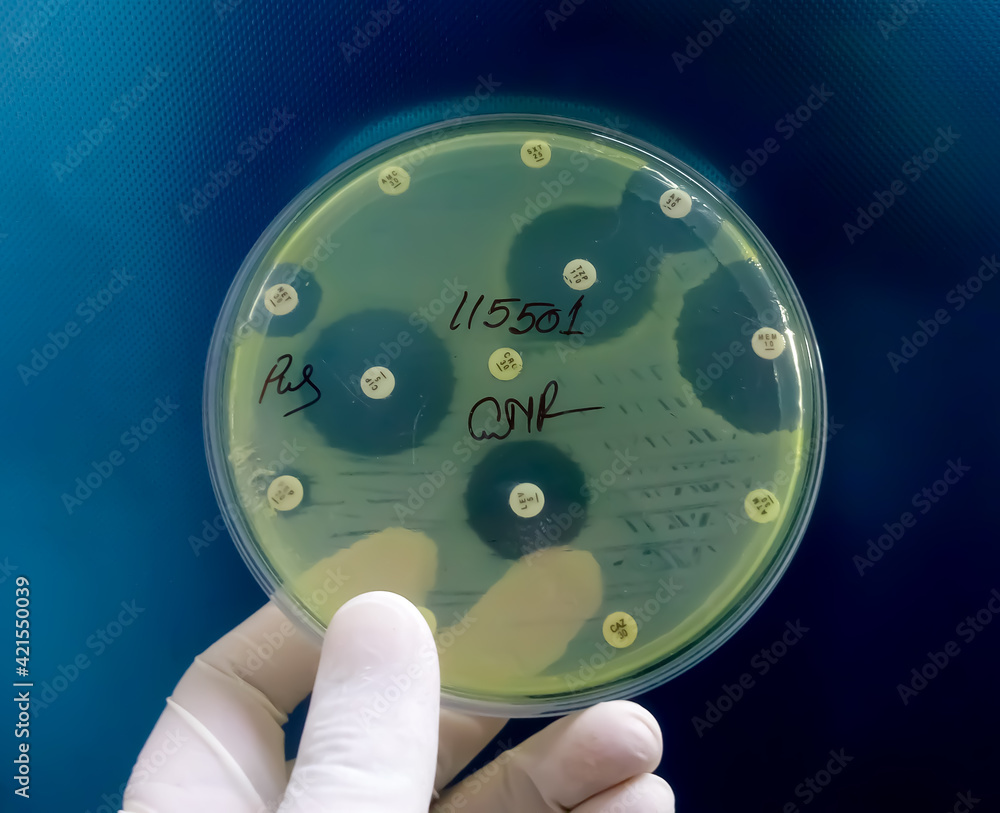 Petri Dish Bacteria Antibiotic