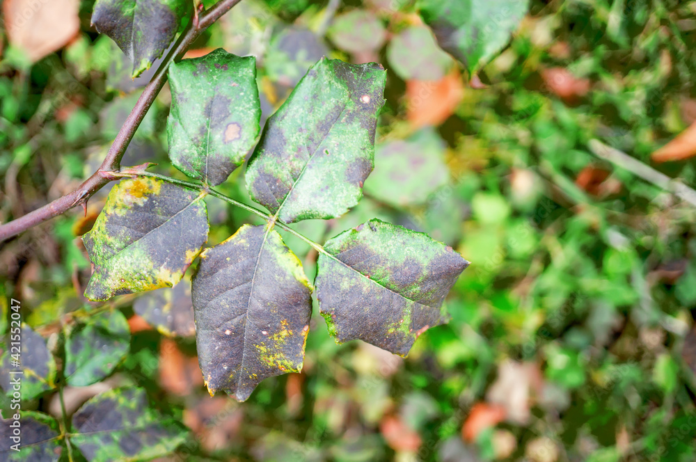 Fungal diseases of rose leaves - gray rot, rust, powdery mildew, spots ...
