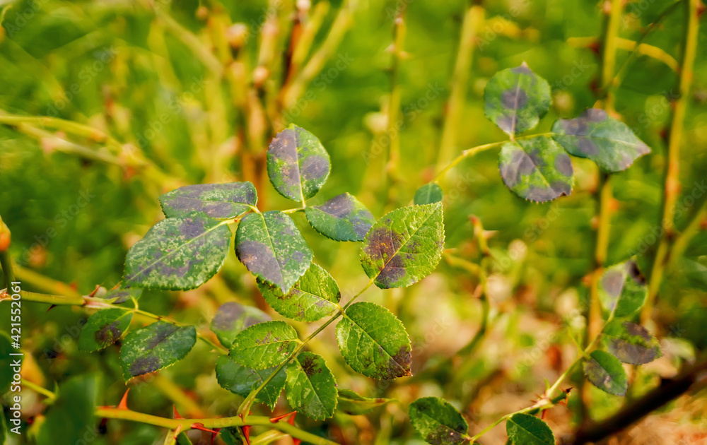 Fungal diseases of rose leaves - gray rot, rust, powdery mildew, spots ...