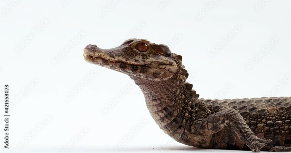 Dwarf caiman crocodile isolated on white background slowly begins to ...