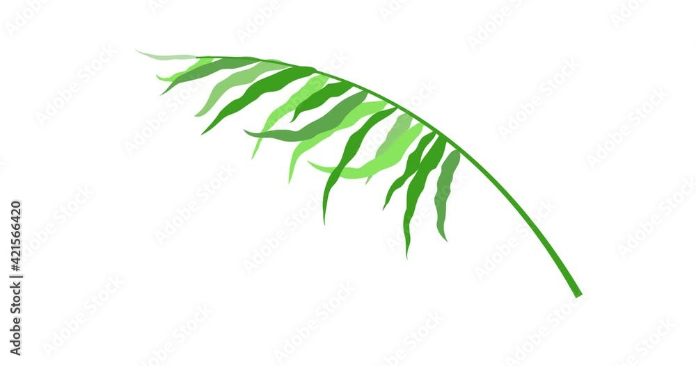 Motion graphic tropical leaf of different green shades on white screen ...