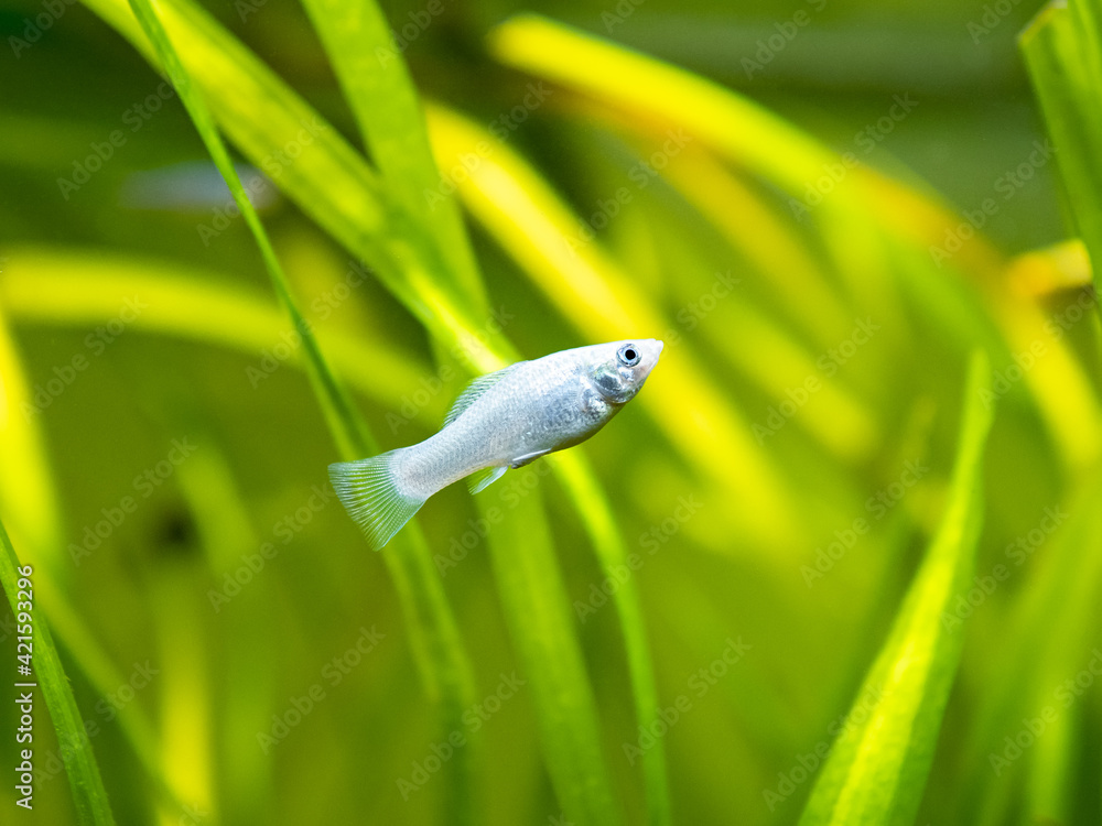 white molly fish (Poecilia sphenops) isolated in a fish tank with ...