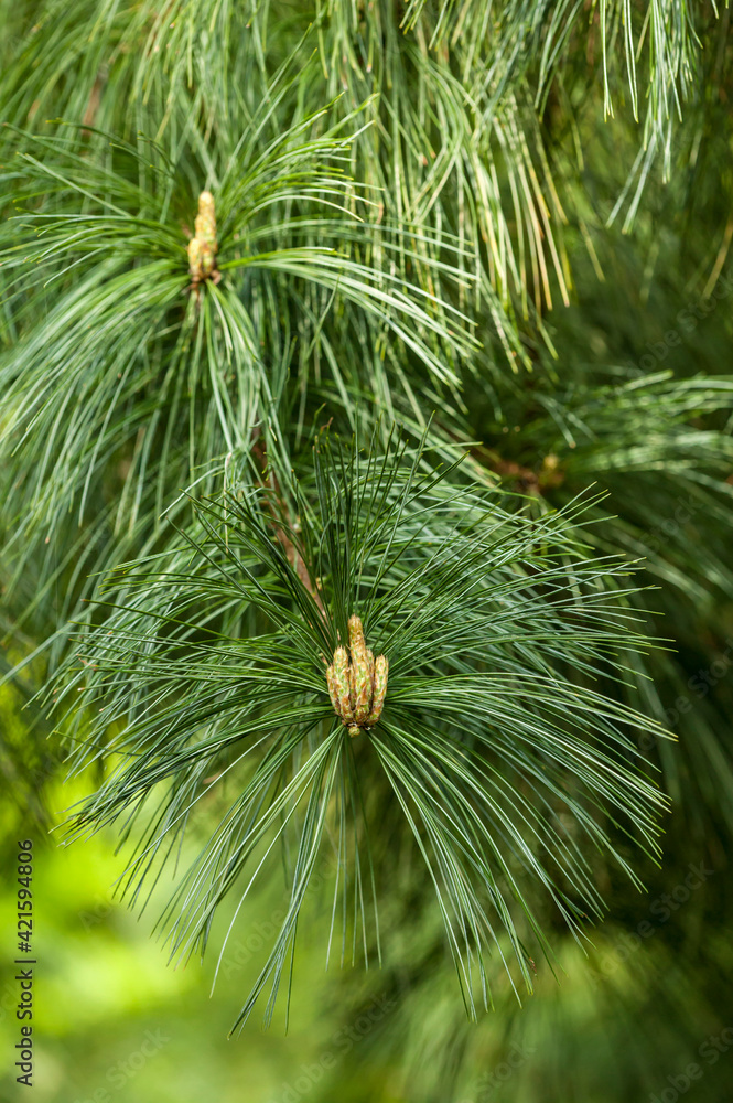 Western Pine Needle