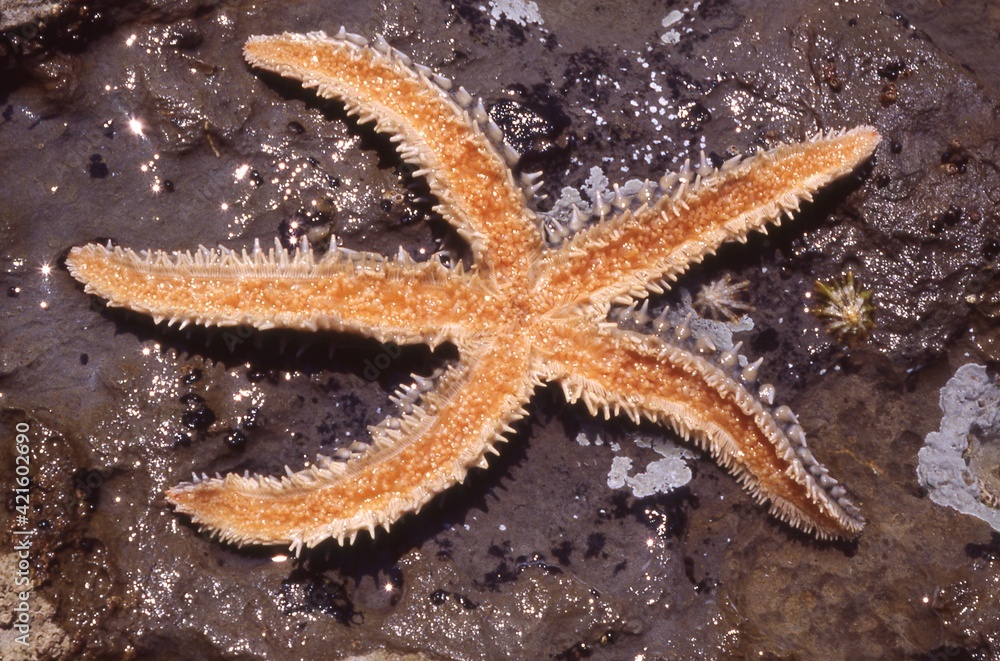 Fotka „Estrella de mar volteada sobre una roca dejando ver los ...