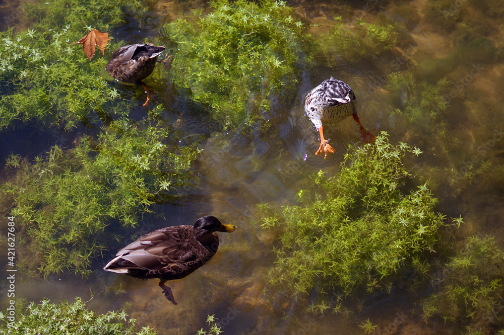 Three cute ducks dive into the water to fish. Funny ducks remain out of ...