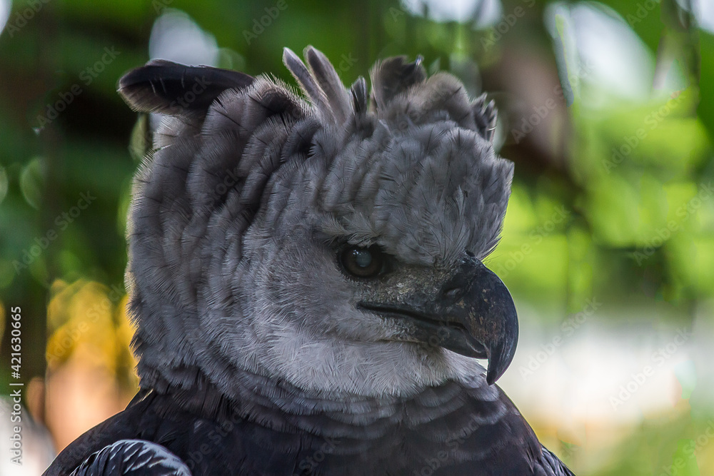 Close-up profile portrait of a harpy eagle. The American harpy eagle ...