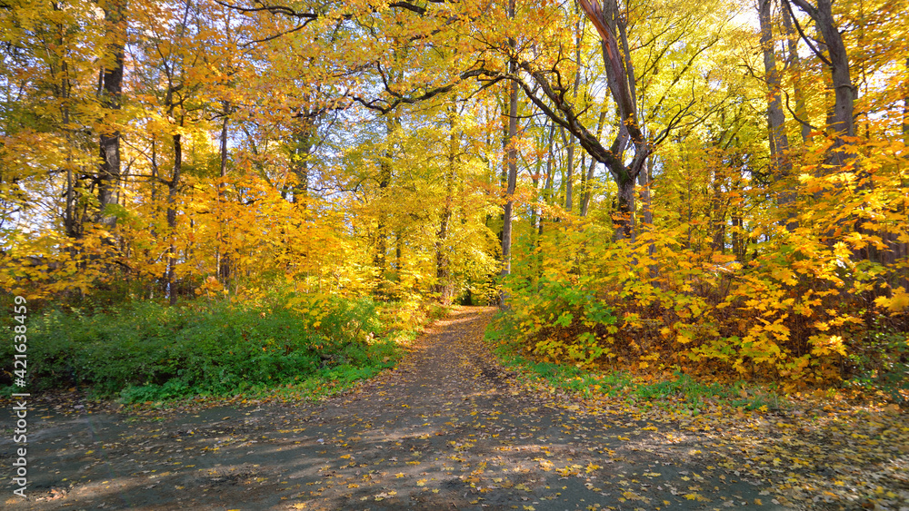 Pathway (rural road, alley) in the forest. Deciduous trees with ...