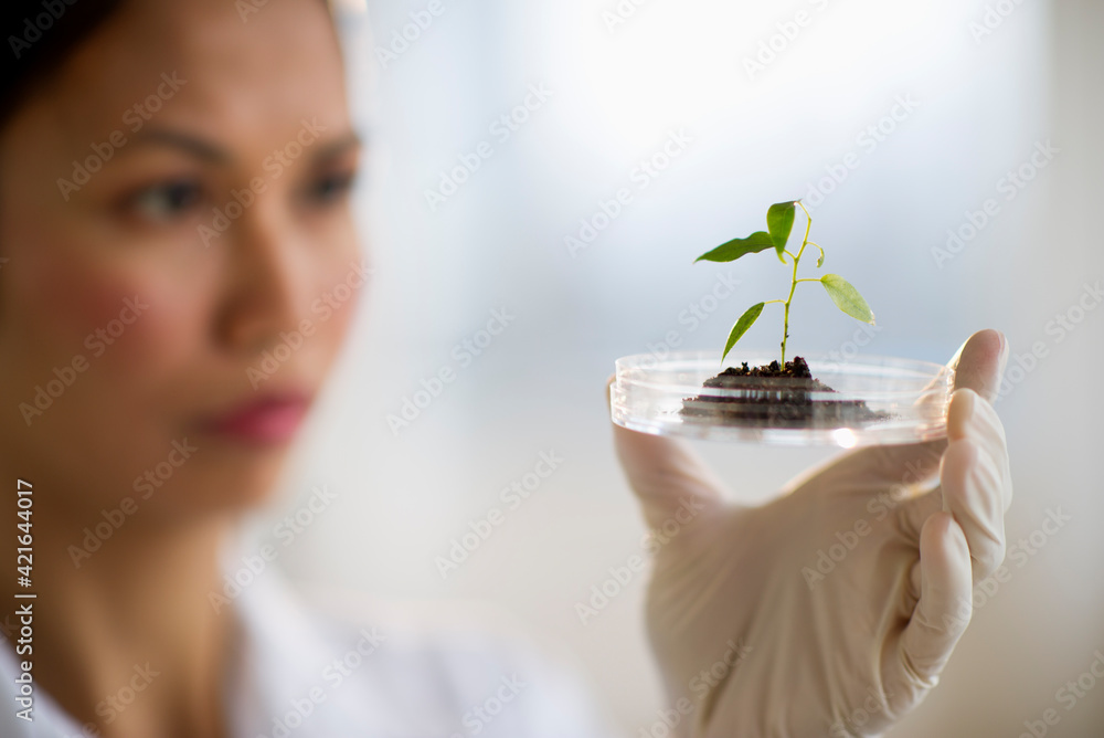 USA, New Jersey, Jersey City, Female scientist holding seedling in ...