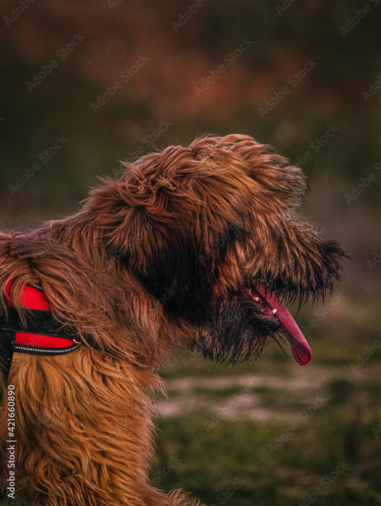 Big hairy dog with fringe hanging over eyes and tongue sticking out in ...