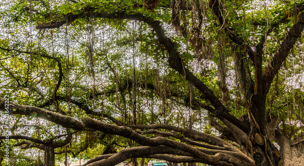 The Banyan Tree in The Courthouse Square is The Largest Tree in The ...