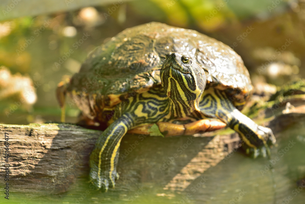 Red Eared Slider Terrapin Stock Photo | Adobe Stock