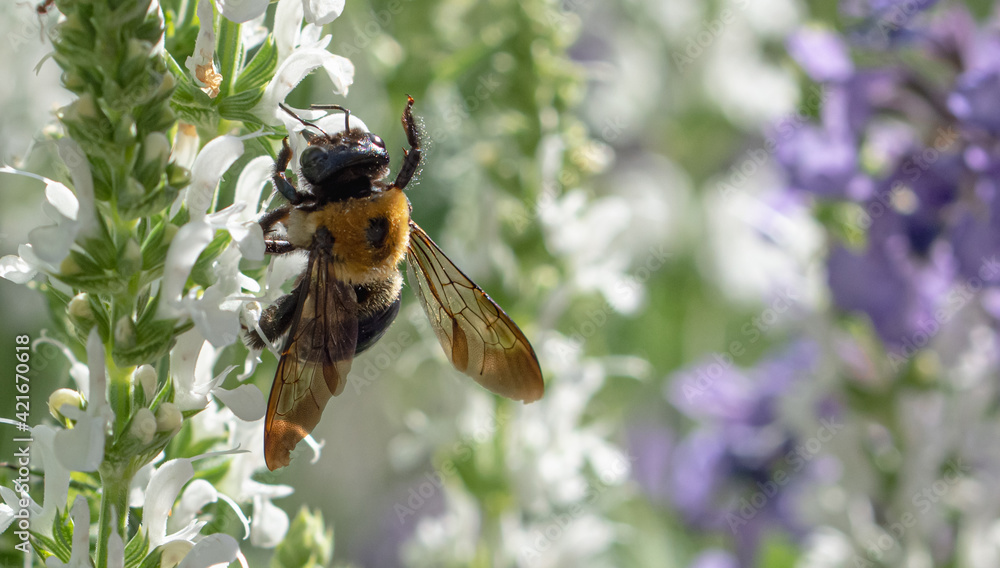An Eastern Carpenter bee ((Xylocopa virginica) pollinates a flower ...