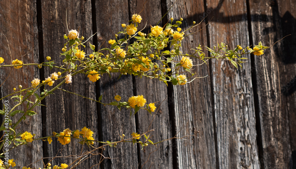 Kerria japonica 'Pleniflora' | Double flowered Japanese roses or kerria ...