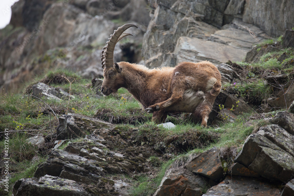Ibex Farts On Rocks Stock Photo | Adobe Stock