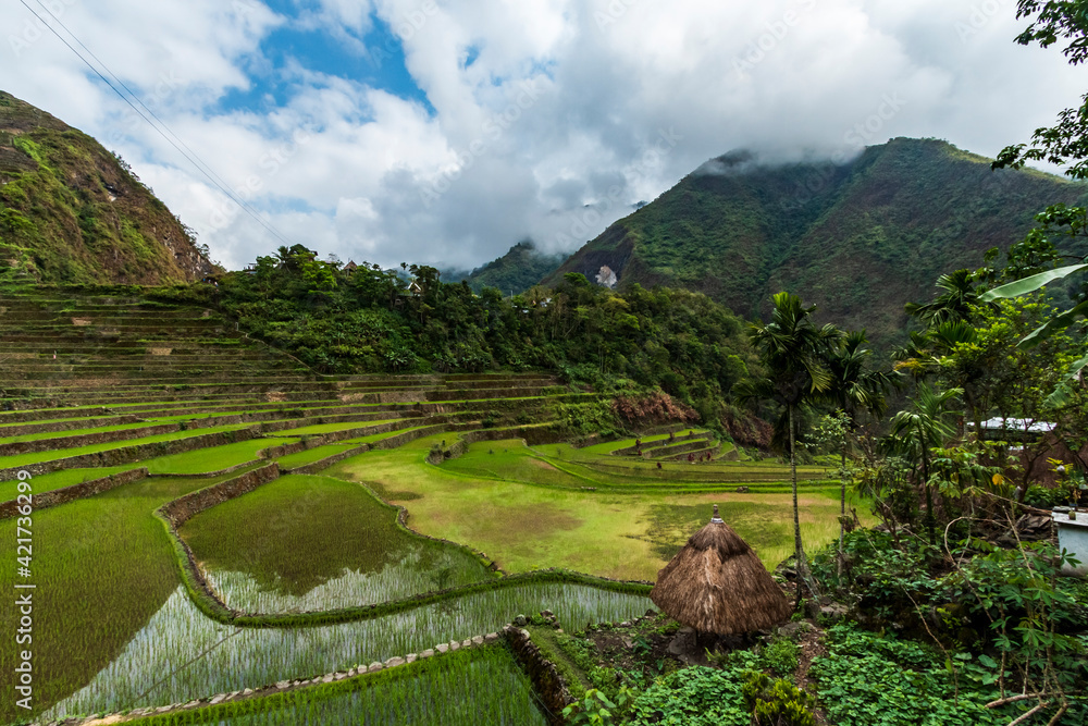 Lush, verdant rice paddies in the Batad Rice Terraces in Ifugao ...
