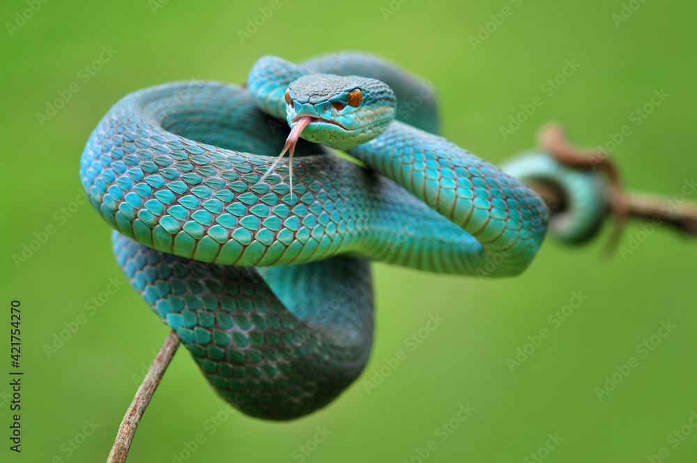 viper snake on the wood Stock Photo | Adobe Stock