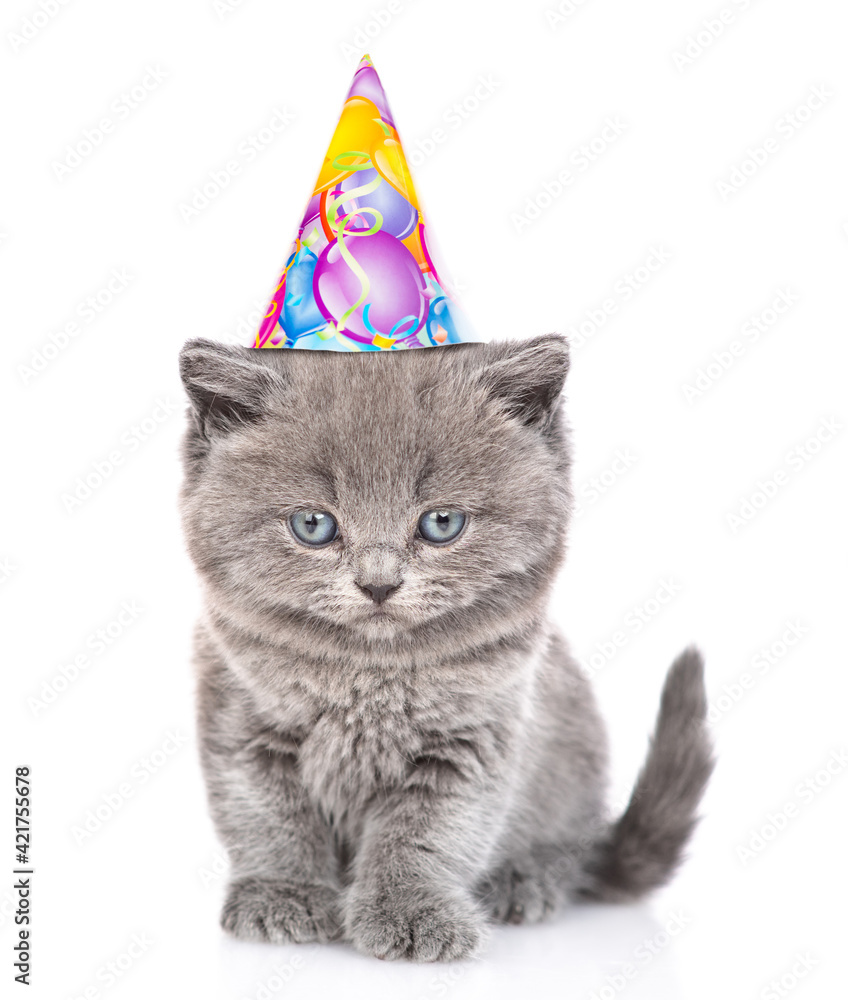 Cute kitten wearing party cap sits in front view and looks at camera ...