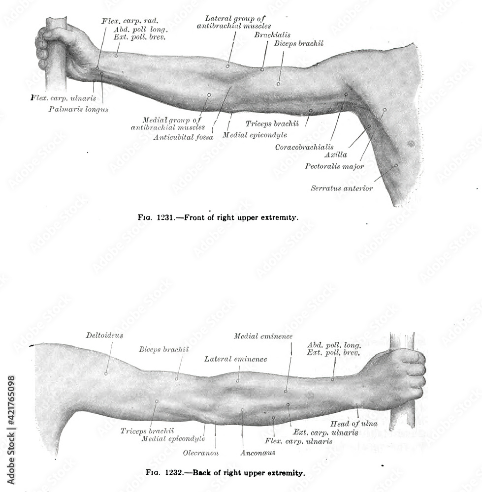 Vertical anatomy drawing and text of the right upper extremity, from ...