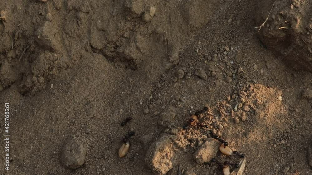 The ants bring the grains of wheat together to the anthill. concept for ...
