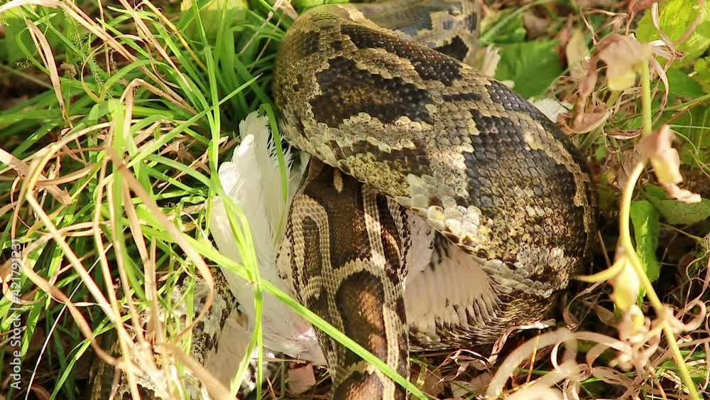 Close-up of a large spotted python snake swallowing its prey. Boa ...