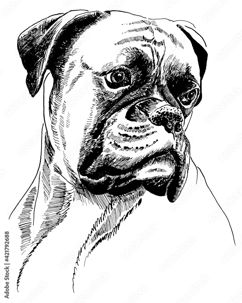 line drawing of boxer Stock Illustration | Adobe Stock