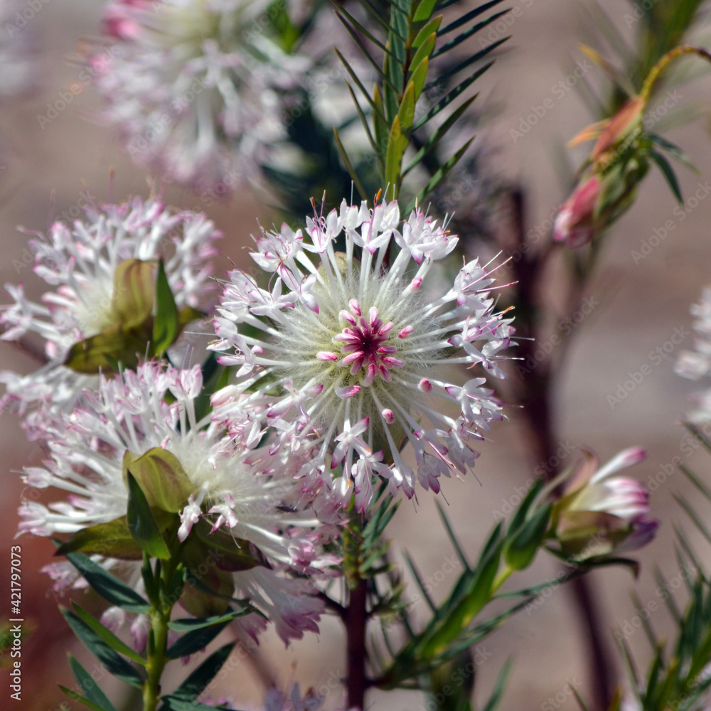 Large white and pink inflorescence of Pimelea spectabilis, family ...