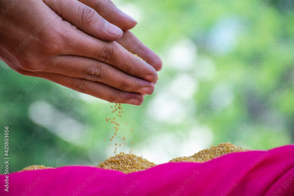 Stock photo of a farmer hand holding foxtail millets in his hand and ...