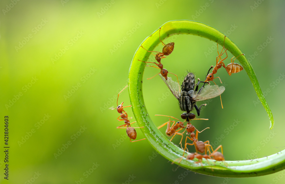 Ant action standing.Red ants are climbing green vines,,Concept team ...