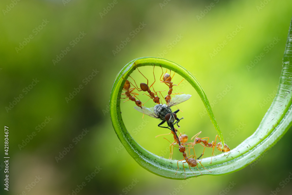 Ant action standing.Red ants are climbing green vines,,Concept team ...