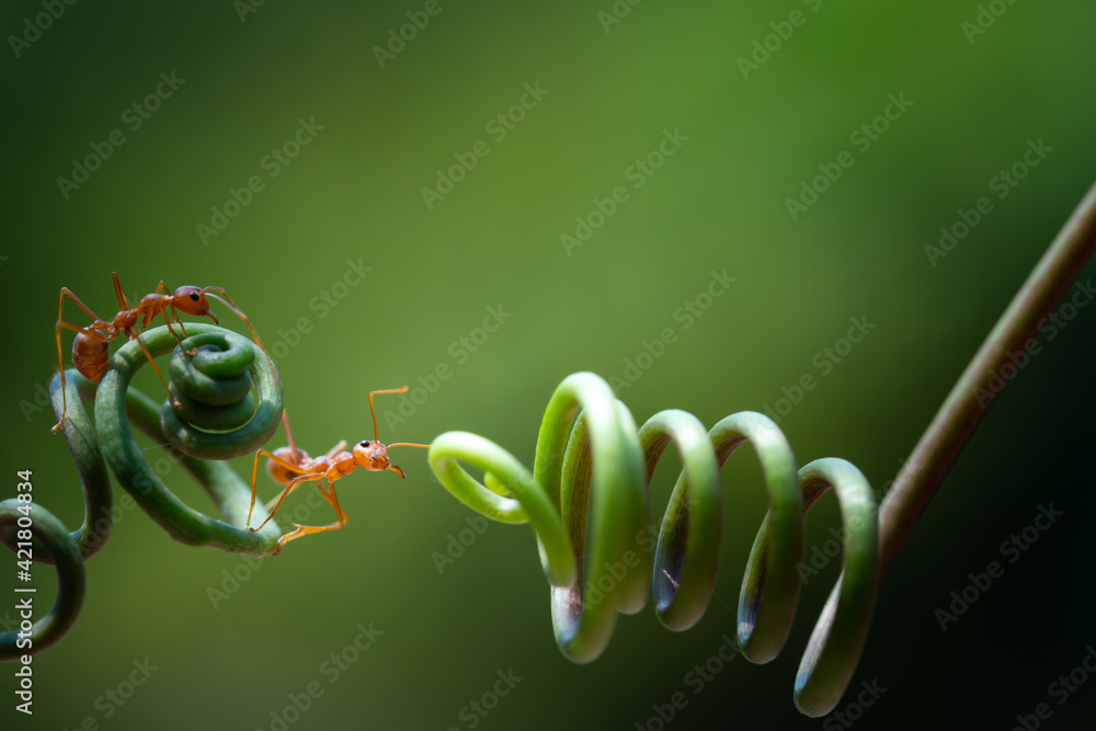 Ant action standing.Ant bridge unity team,Concept team work together ...