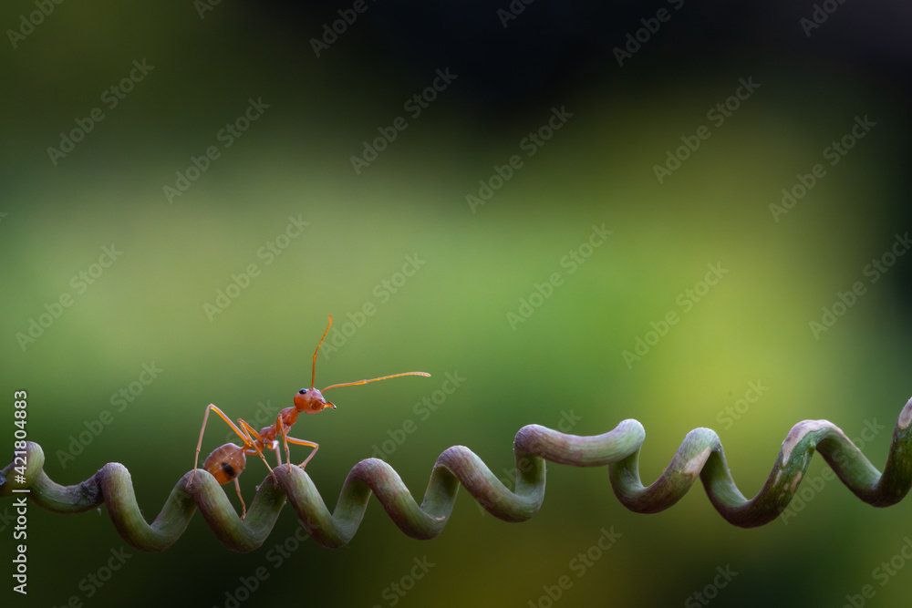 Foto de Ant action standing.Ant bridge unity team,Concept team work ...