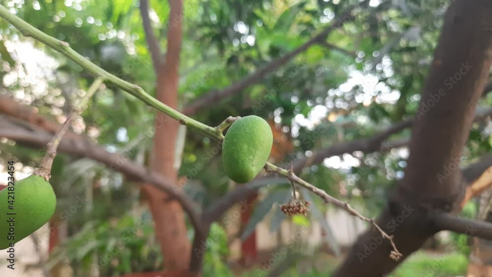 Mango tree with small mangoes hanging. Close shot of small mango ...