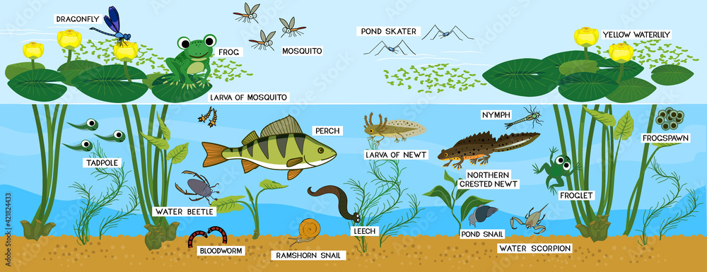 Ecosystem of pond. Animals living in pond. Diverse inhabitants of pond ...