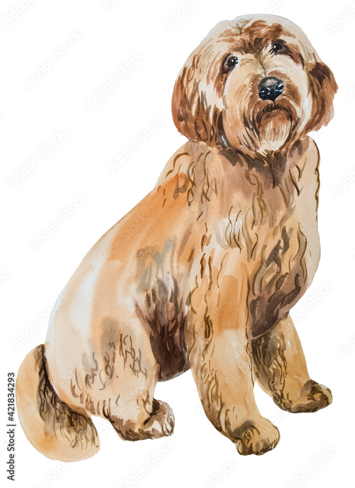 watercolor drawing of labradoodle Stock Illustration | Adobe Stock