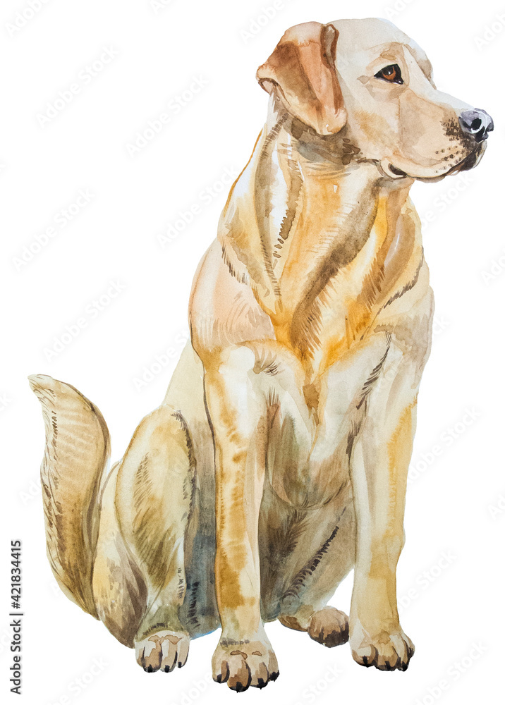 Yellow Lab Drawing