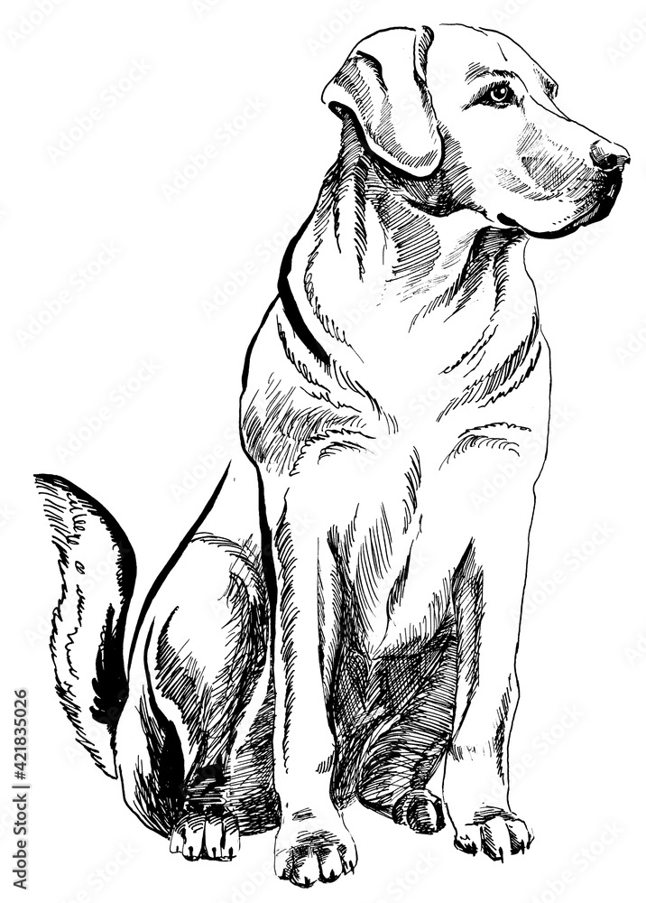 line drawing of labrador Stock Illustration | Adobe Stock
