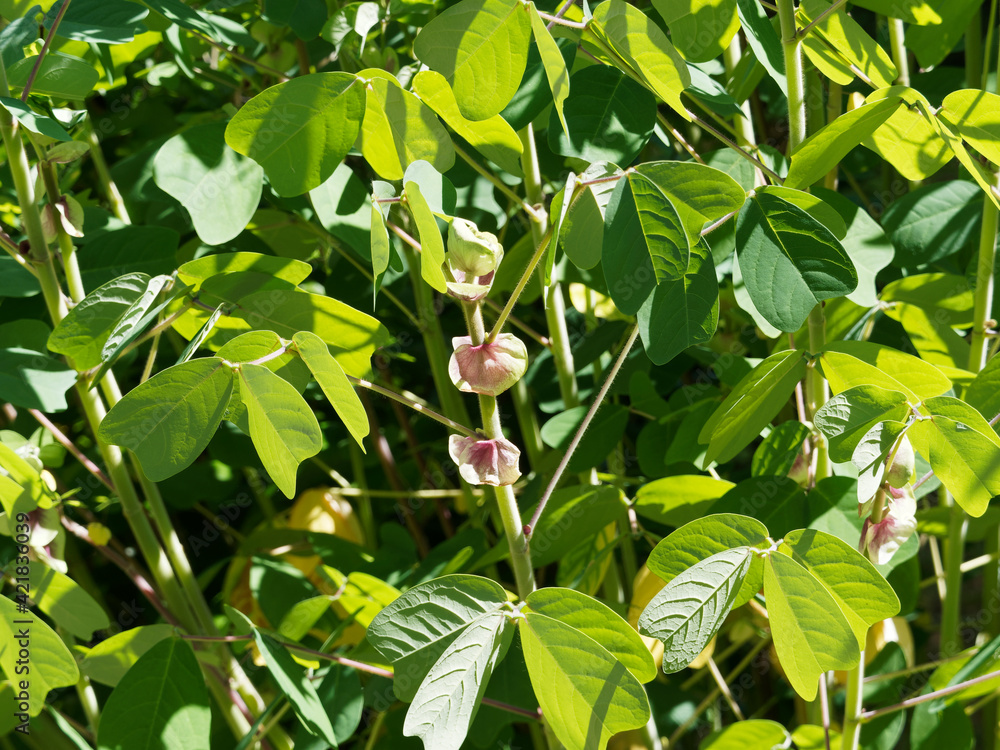 Yoke-leaved amicia or amicia zygomeris, ornamental bushy plant grown ...