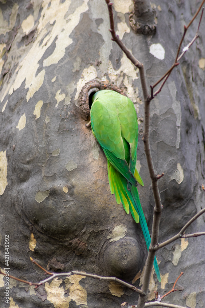 Ring-necked parakeet Psittacula krameri breeding in a breeding burrow ...