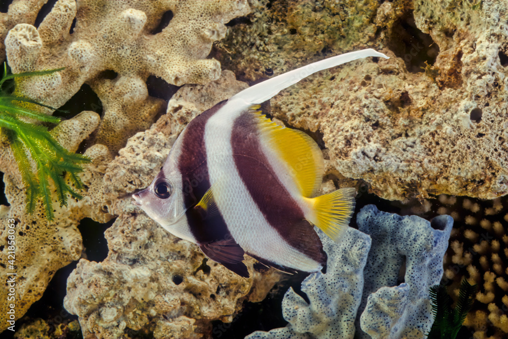 The pennant coralfish (Heniochus acuminatus), also known as the longfin ...