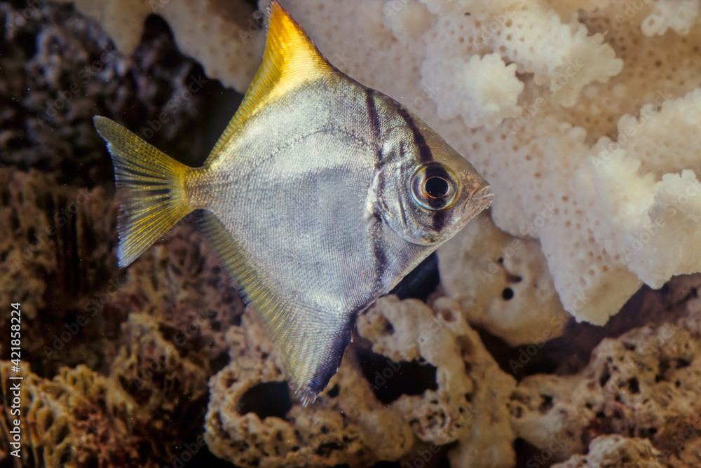 Monodactylidae is a family of perciform bony fish commonly referred to ...
