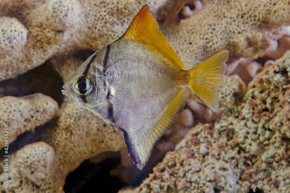 Monodactylidae is a family of perciform bony fish commonly referred to ...